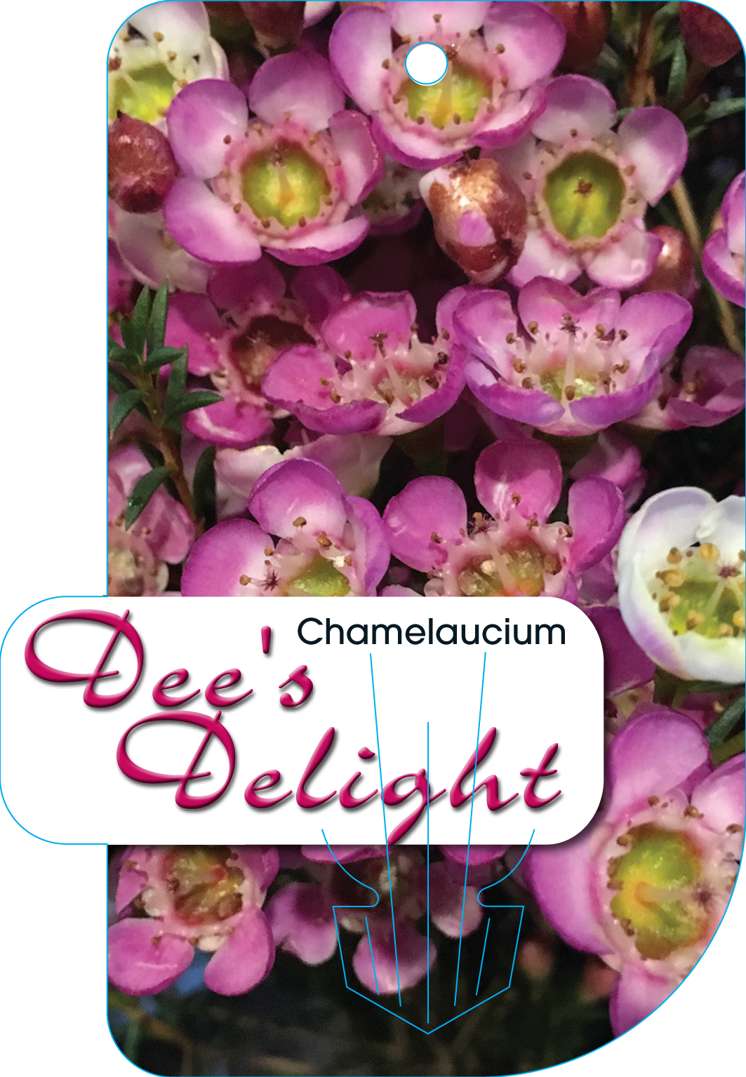 Dee’s Delight : Helix Australia