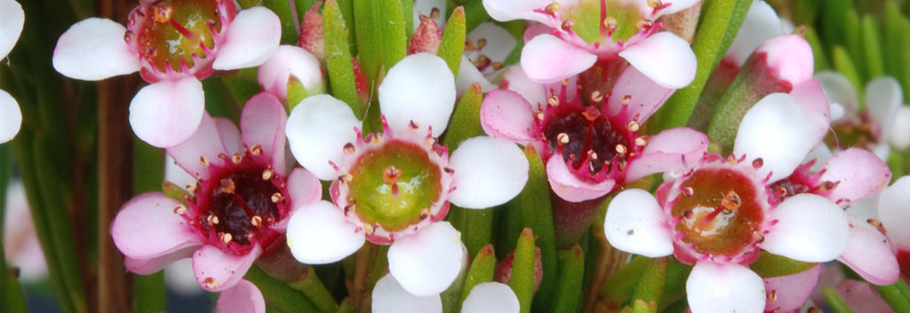 Pinnacle Pink : Helix Australia